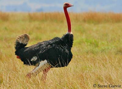 Tozeur: Réintroduction réussie de l'autruche à cou rouge au Parc ...
